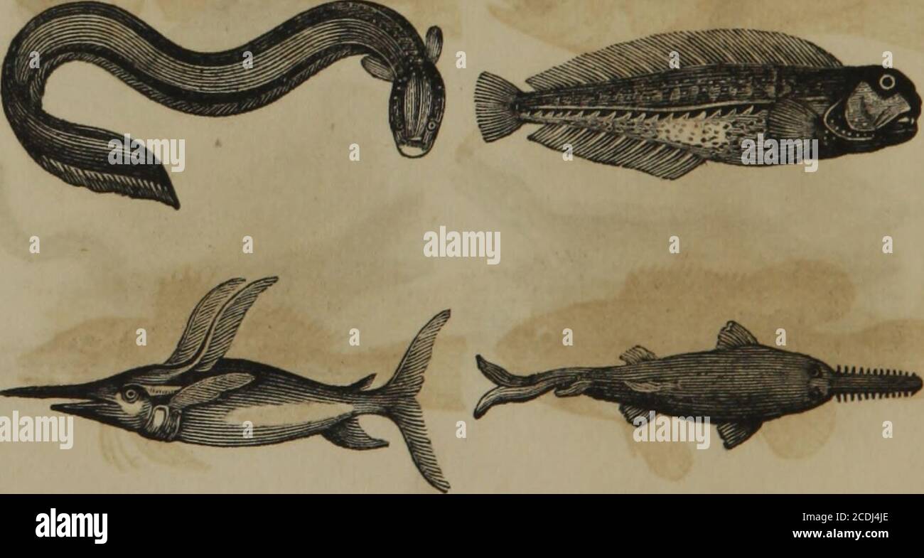 . Elementary exercises for the deaf and dumb . FISHES Stock Photo - Alamy