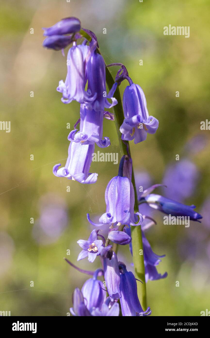 A portrait of a Bluebell (Hyacinthoides non-scripta) growing in a ...