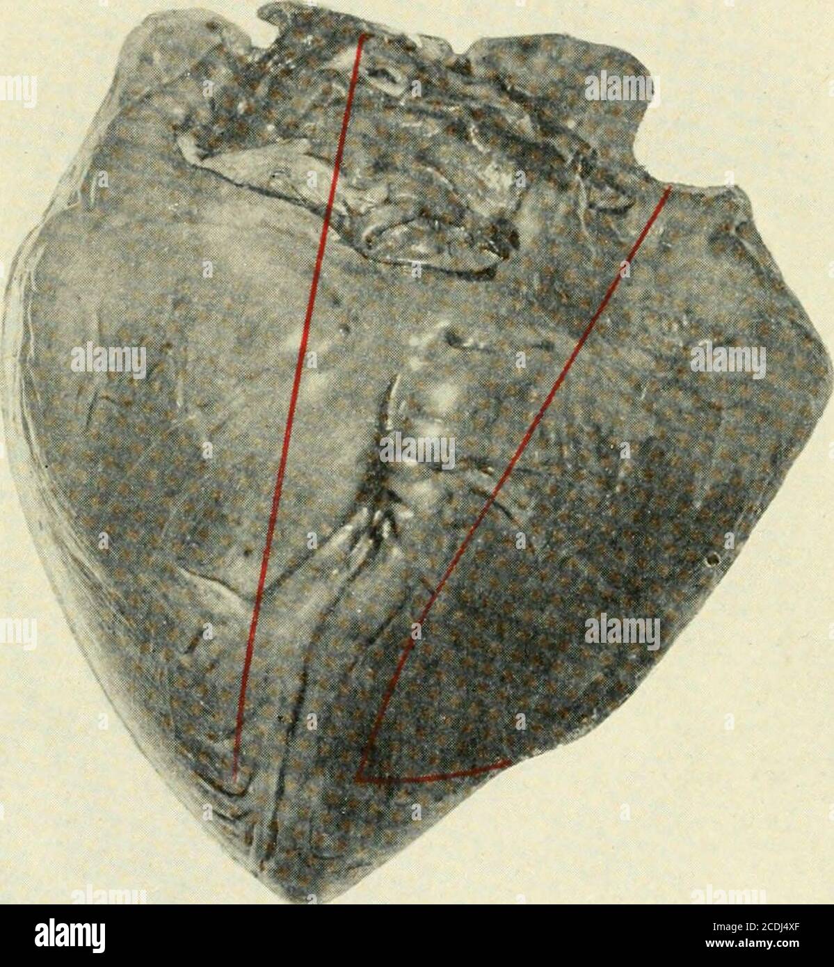 . Veterinary post-mortem technic . nchi and making parallel longitu ...