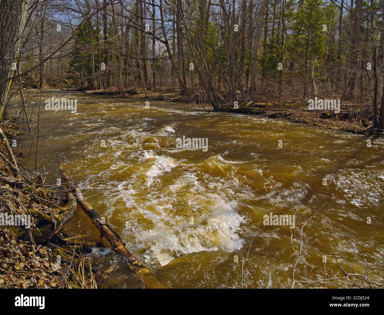 Spring landscape - a taiga stream Stock Photo - Alamy