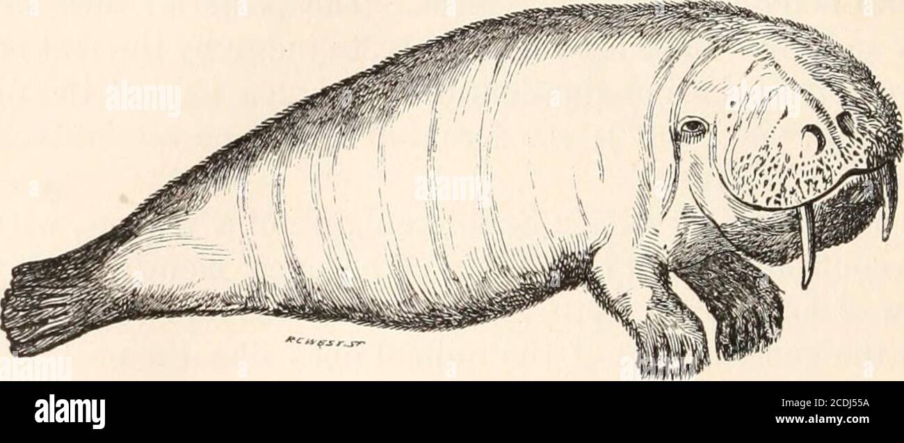 Inward facing lions head hi-res stock photography and images - Alamy