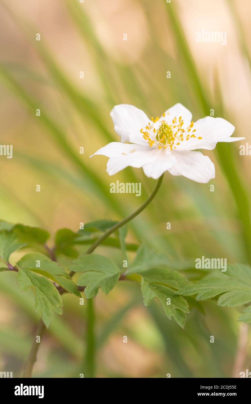 Portrait of the white flower of an anemone (Anemone nemorosa) growing ...