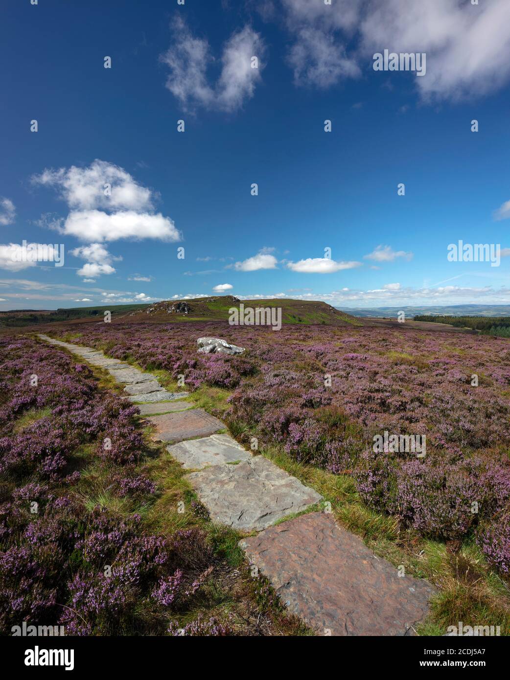 Northumberland simonside heather rothbury hi-res stock photography and ...