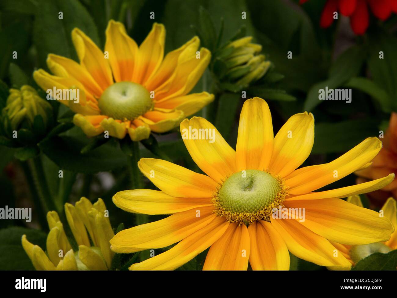 Yellow Flowers at the Minnesota Landscape Arboretu Stock Photo - Alamy