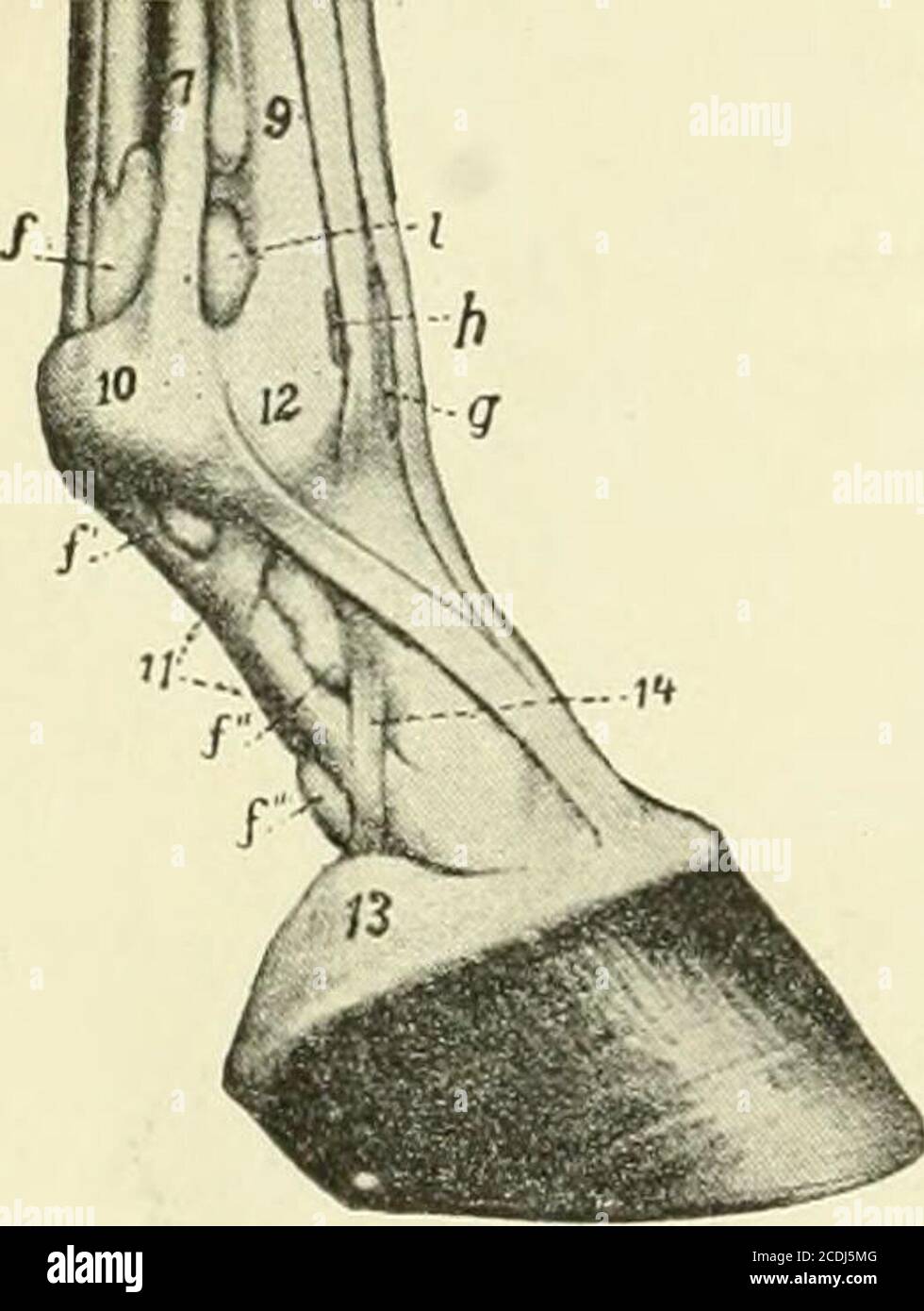 Ligaments Of The Fetlock