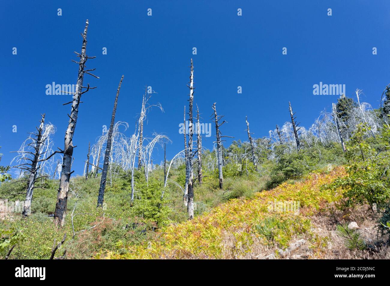 Forest Fire Damage Stock Photo - Alamy