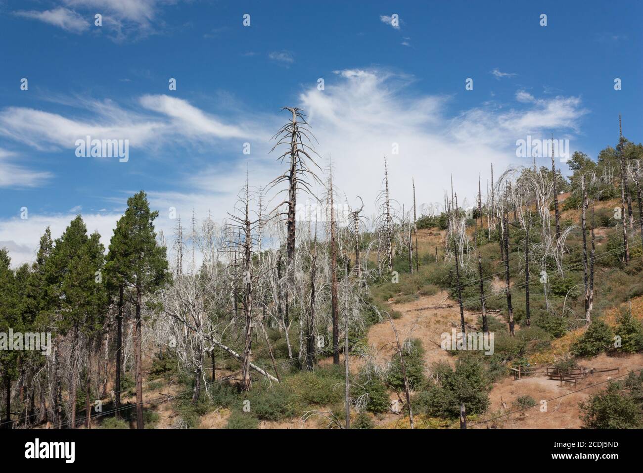 Forest Fire Damage Stock Photo - Alamy