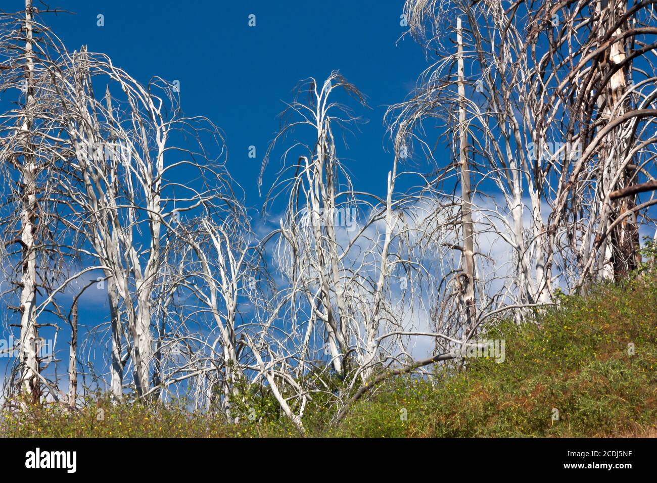 Forest Fire Damage Stock Photo - Alamy