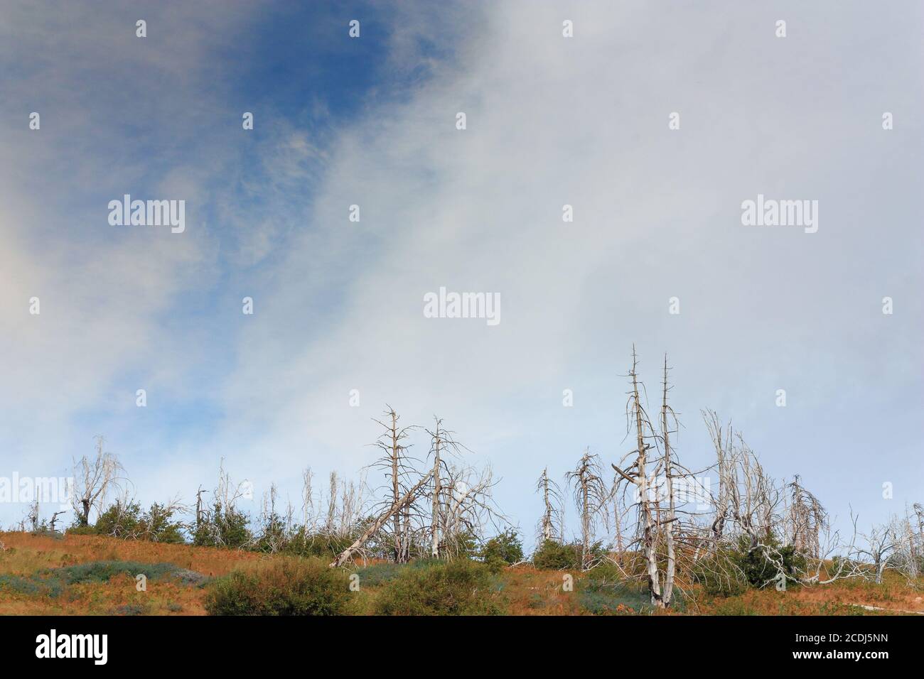 Forest Fire Damage Stock Photo - Alamy