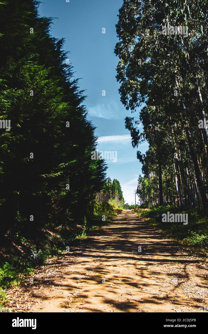 path surrounded by tall trees making shadows of branches Stock Photo ...
