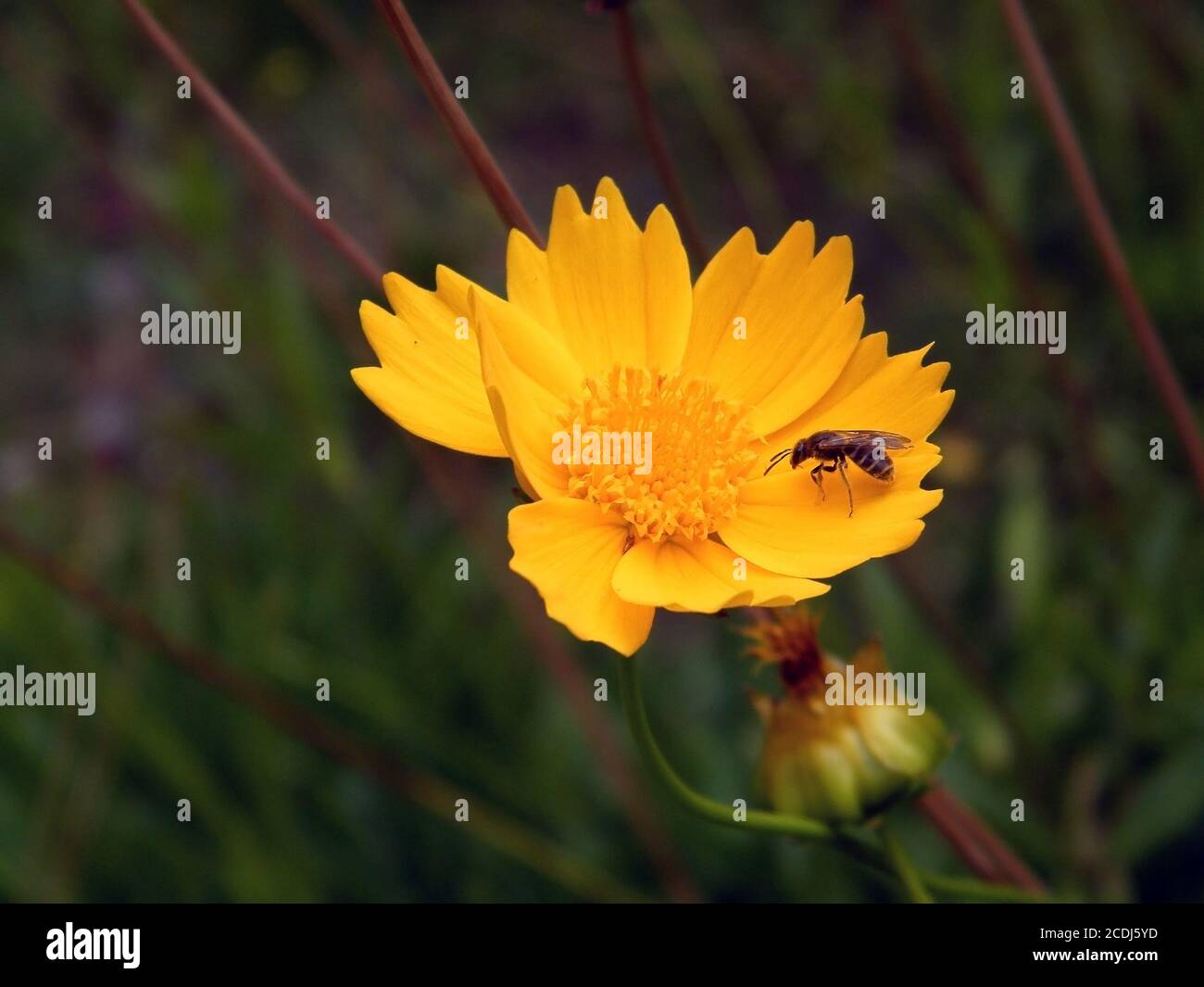 Wild nature, summer time - yellow decorative daisy, Coreopsis Stock ...