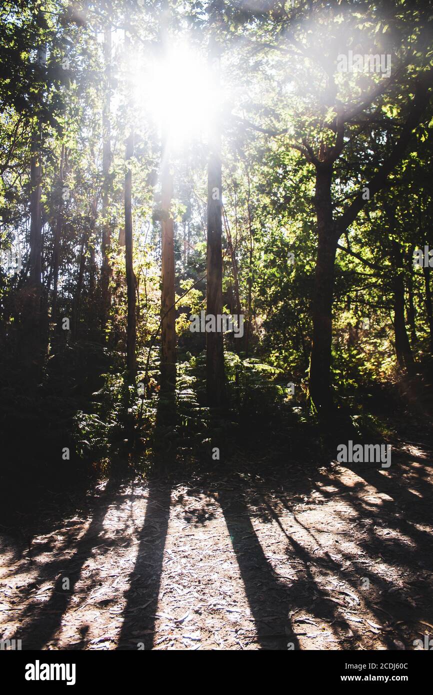 two forest trees making shadows with the sun behind Stock Photo - Alamy