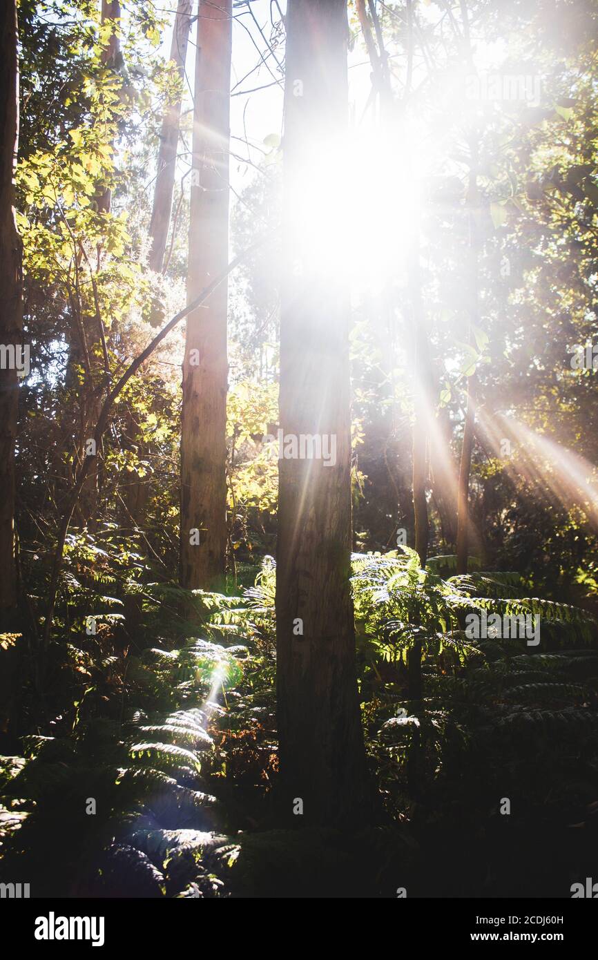 tree trunk in the forest surrounded by plants with in strong sunlight ...