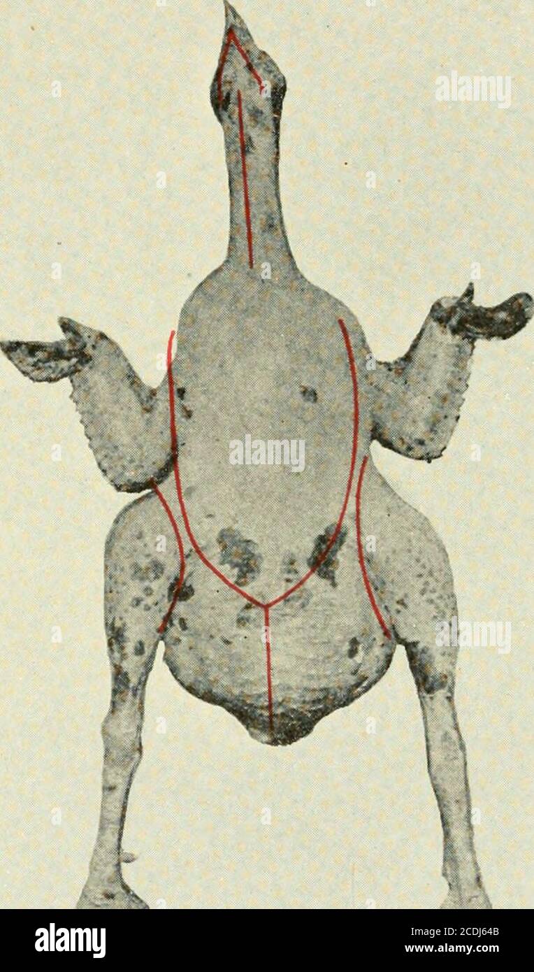 . Veterinary post-mortem technic . ake a longitudinal incision through ...