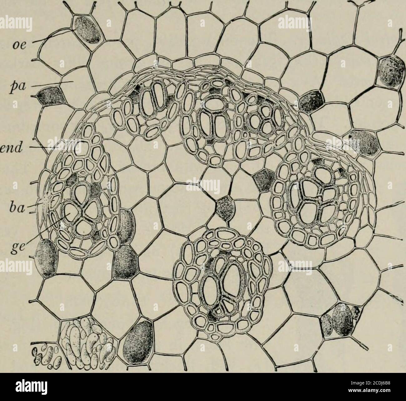 . The microscopy of vegetable foods, with special reference to the ...