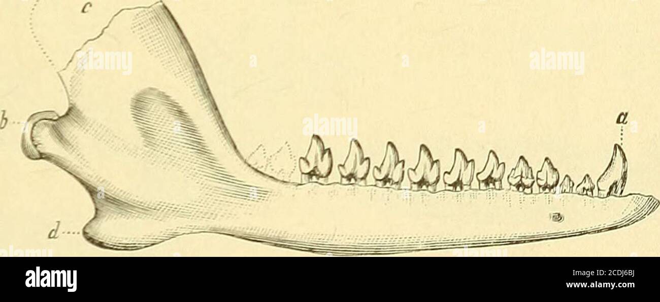 Phascolotherium High Resolution Stock Photography and Images - Alamy