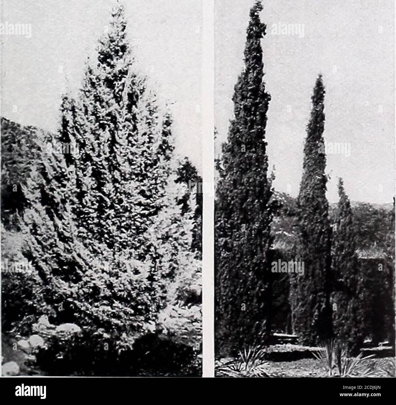 . Armstrong Nurseries . in Hot, DrySituations Pinus Pinea Evergreen ...