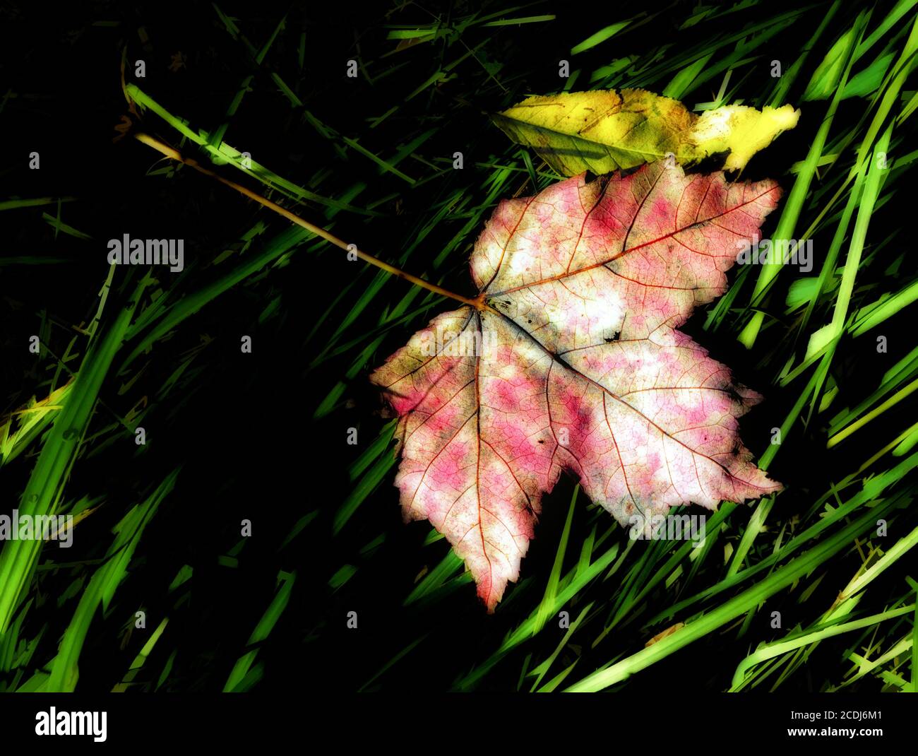 Variegated fallen crimson maple leaf hi-res stock photography and ...