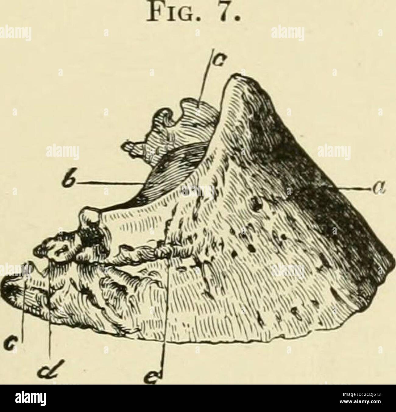 . A text-book of horseshoeing, for horseshoers and veterinarians ...