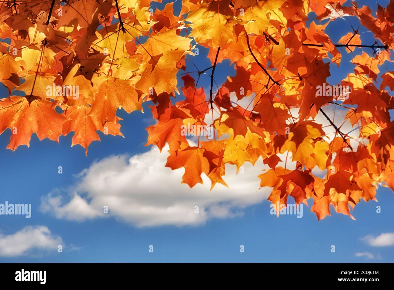 Maple tree turning color hi-res stock photography and images - Alamy