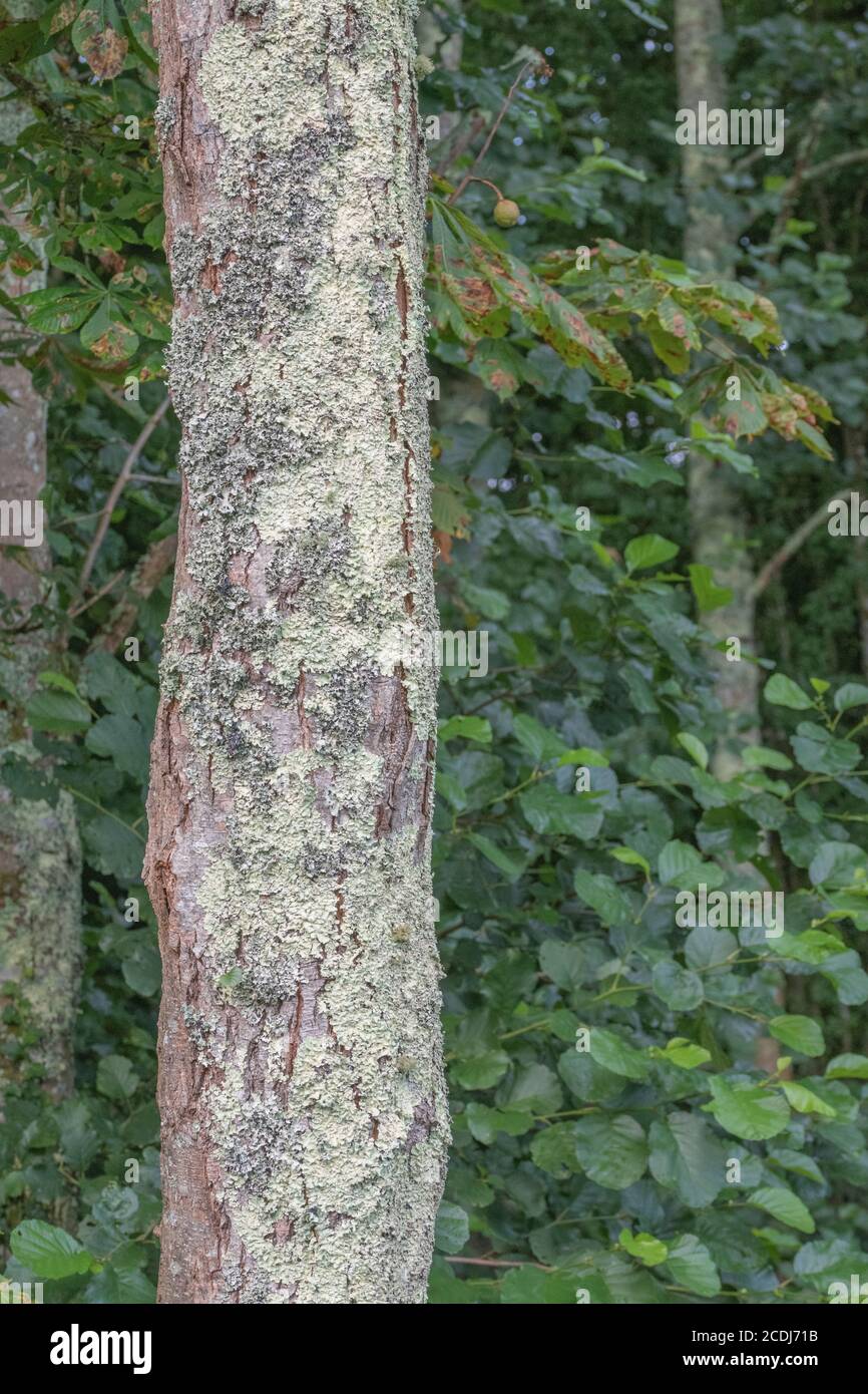 Pale green lichen tree hi-res stock photography and images - Alamy