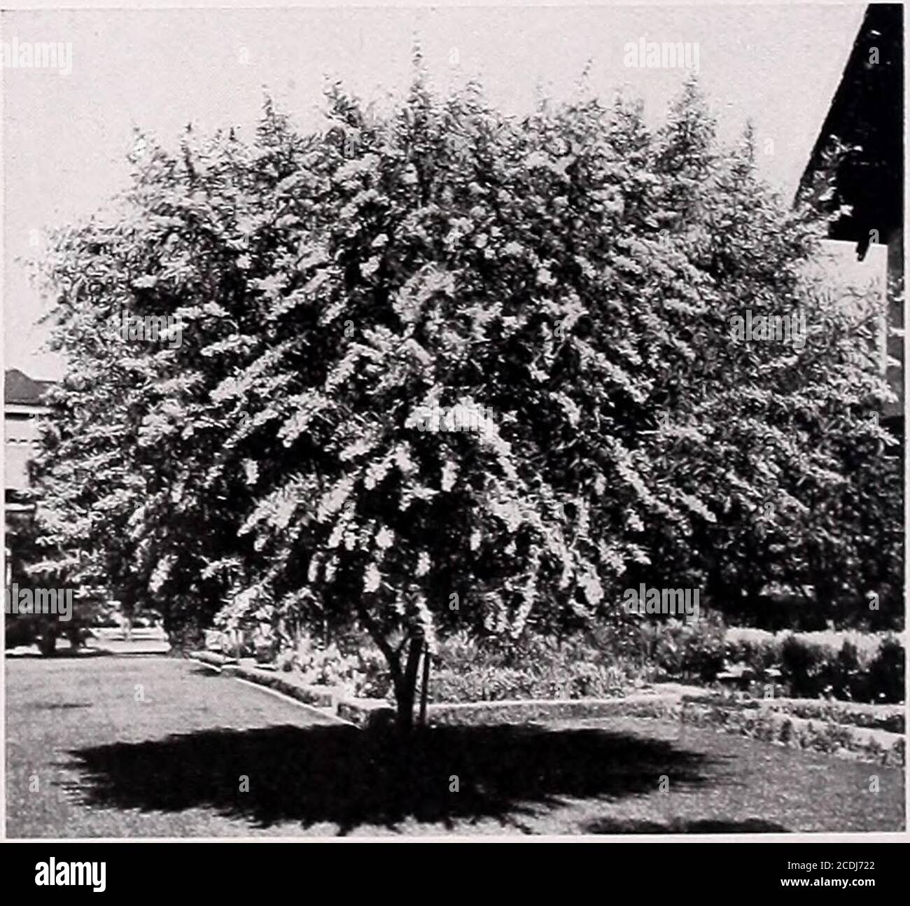 Australian pepper tree hi-res stock photography and images - Alamy