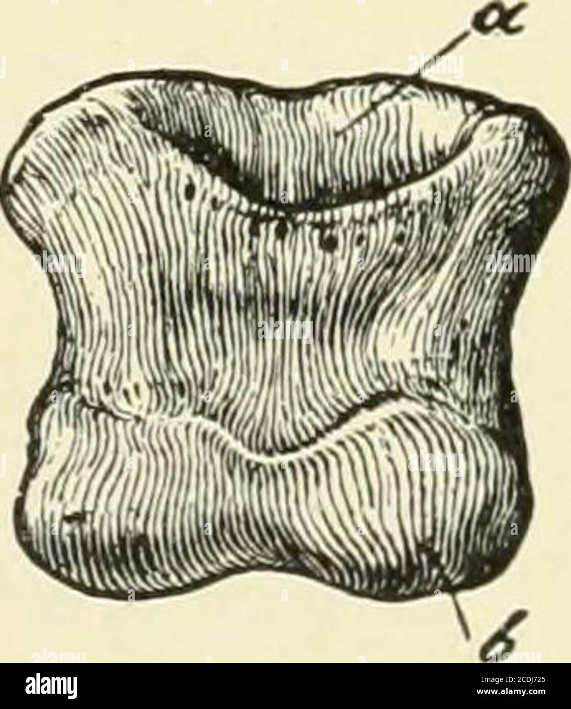 . A text-book of horseshoeing, for horseshoers and veterinarians ...