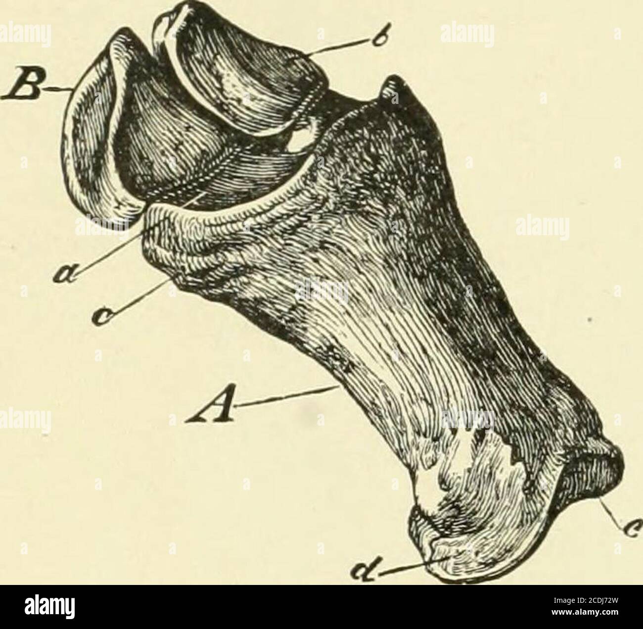 Sesamoid bones hi-res stock photography and images - Alamy