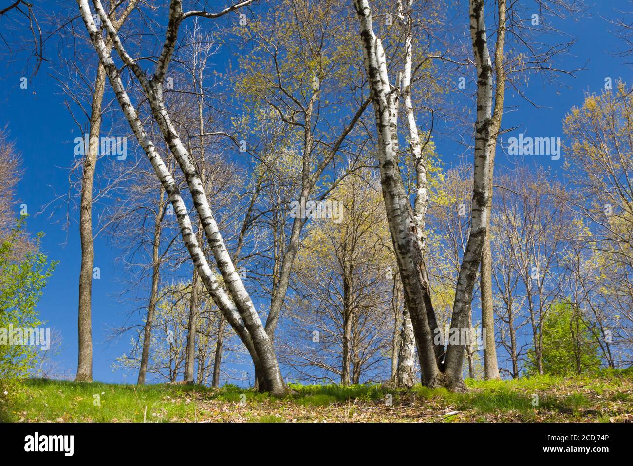 Aspen stand hi-res stock photography and images - Alamy