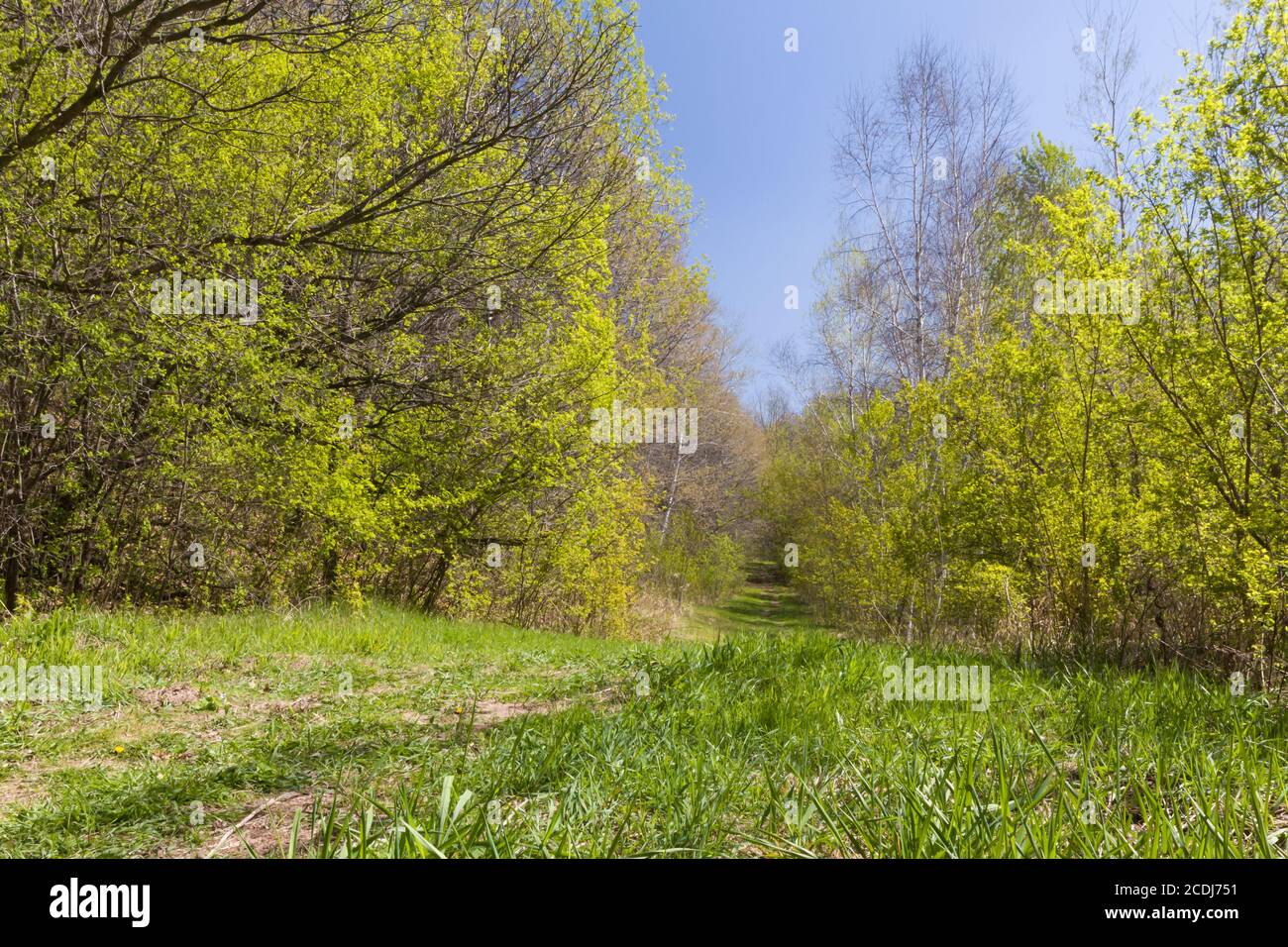 Beautiful Forest Path in Early Spring Stock Photo - Alamy
