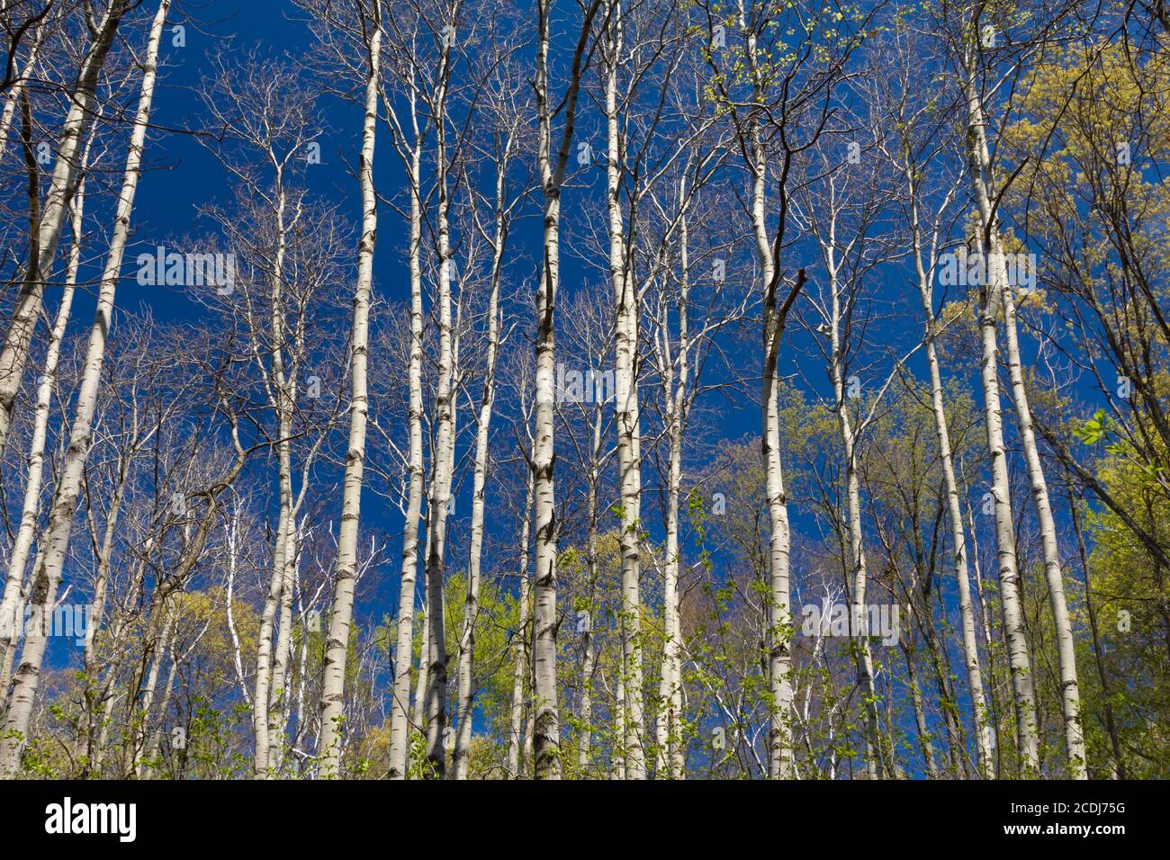 Stand of Aspen in Early Spring Stock Photo - Alamy