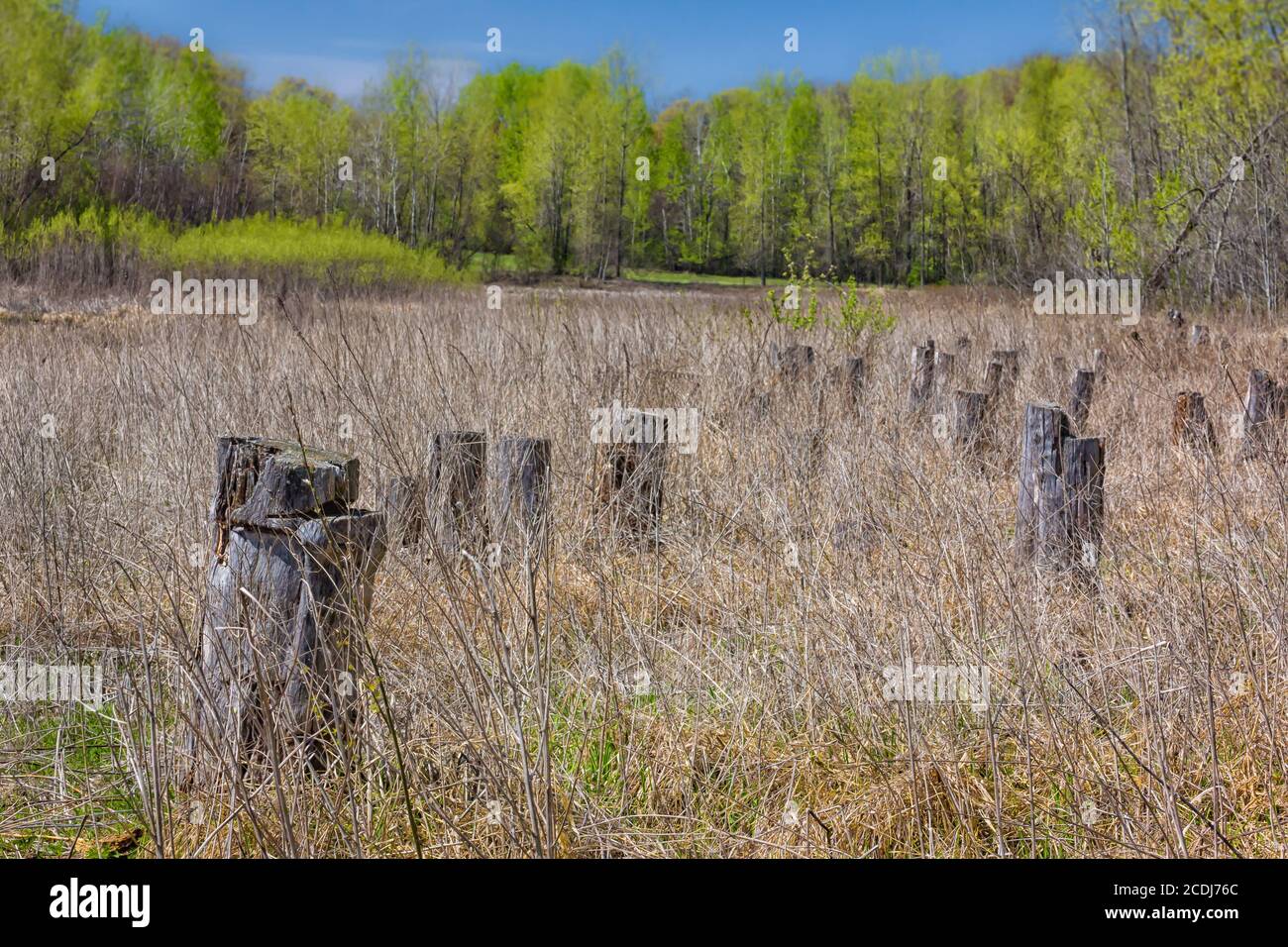 Swamp marsh in early hi-res stock photography and images - Alamy