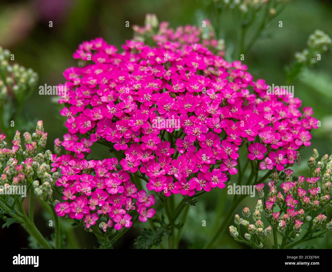 Pink achillea millefolium hi-res stock photography and images - Alamy