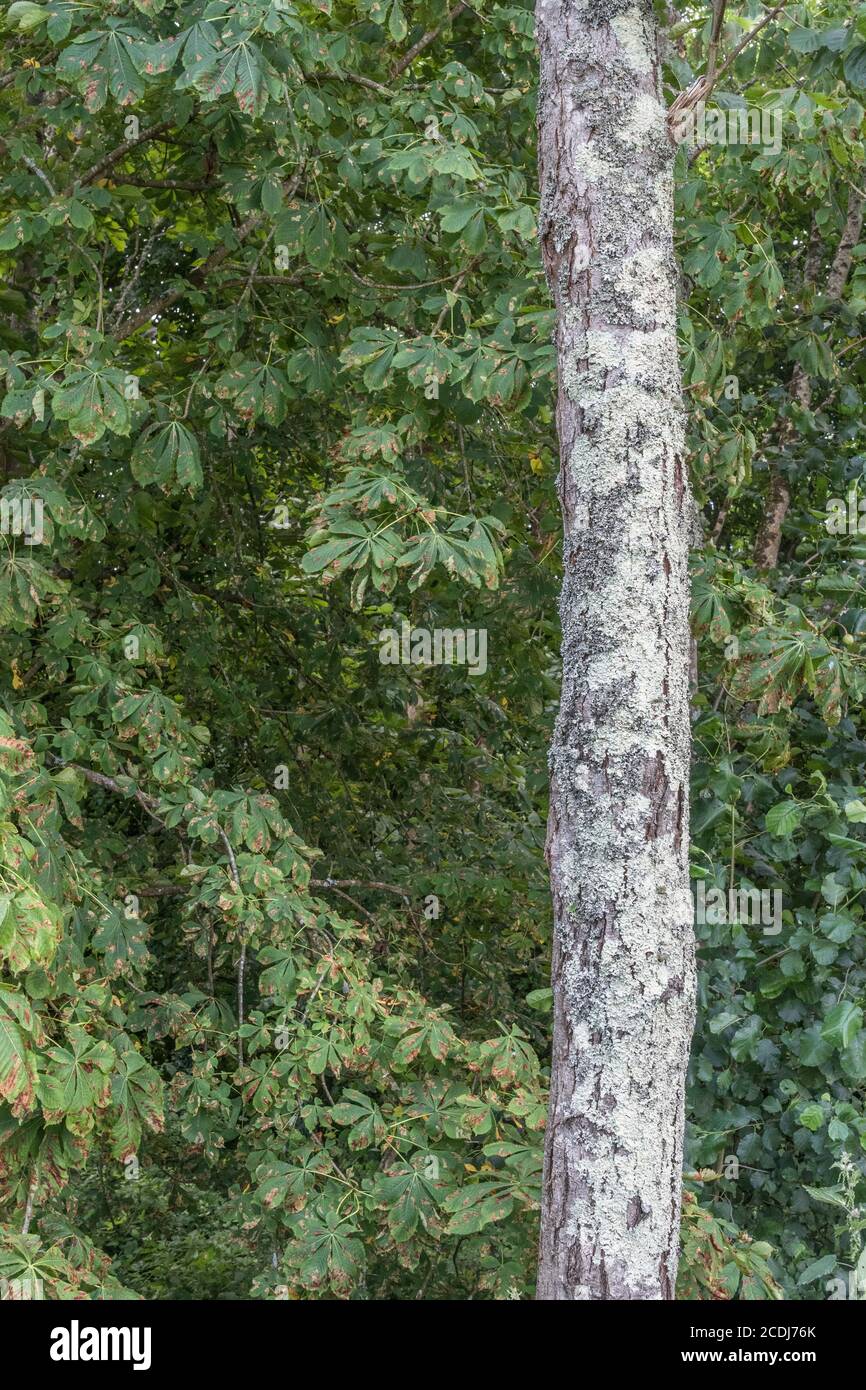 Trunk covered with lichens hi-res stock photography and images - Alamy