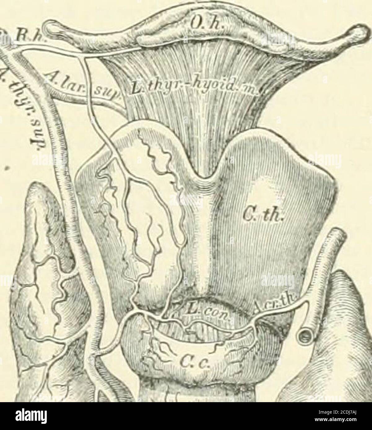 Arytenoid fold hi-res stock photography and images - Alamy