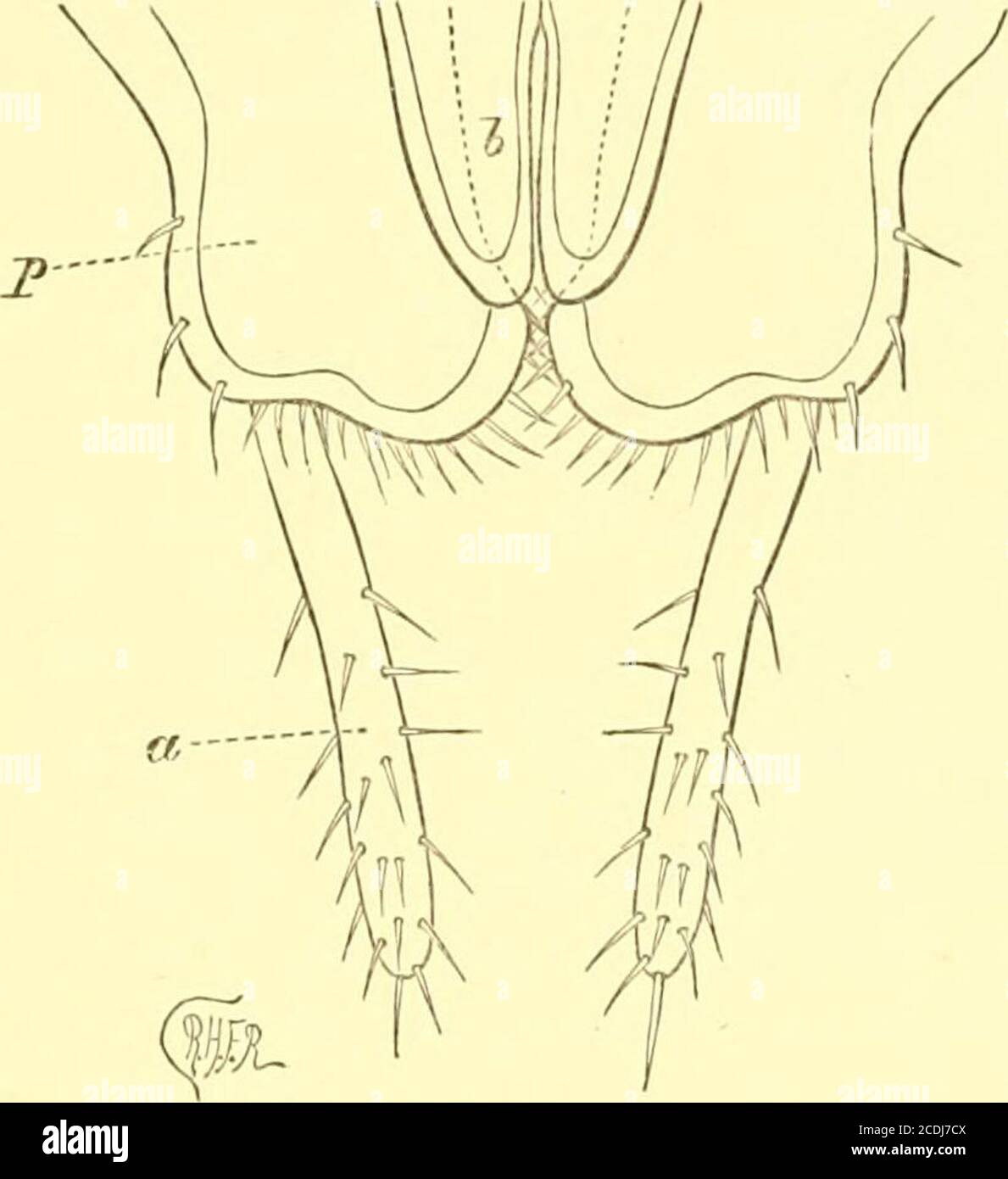 Articulated appendages hi-res stock photography and images - Alamy