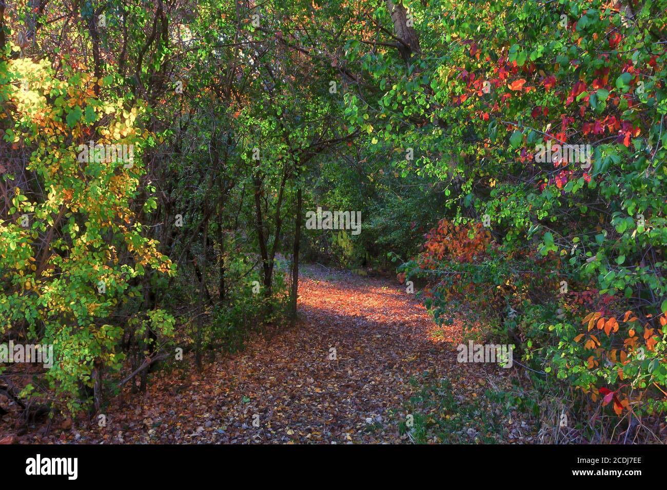 Enchanted path hi-res stock photography and images - Alamy