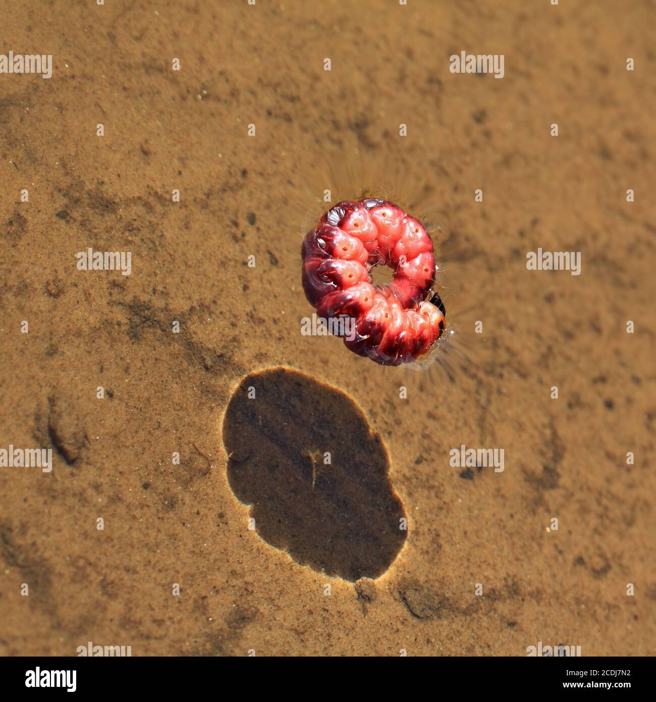 red caterpillar in transparent water Stock Photo - Alamy