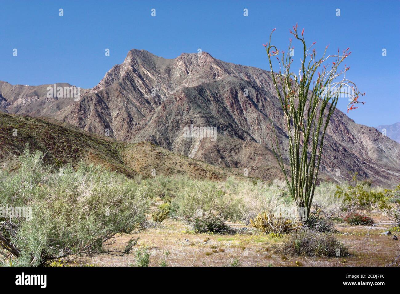 Blooming ocotillo hi-res stock photography and images - Alamy