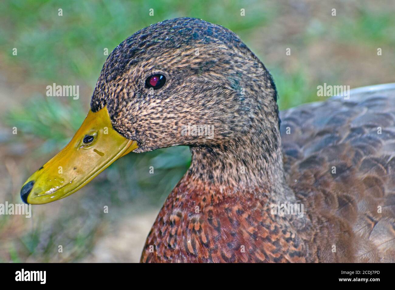 Hello duck hi-res stock photography and images - Alamy