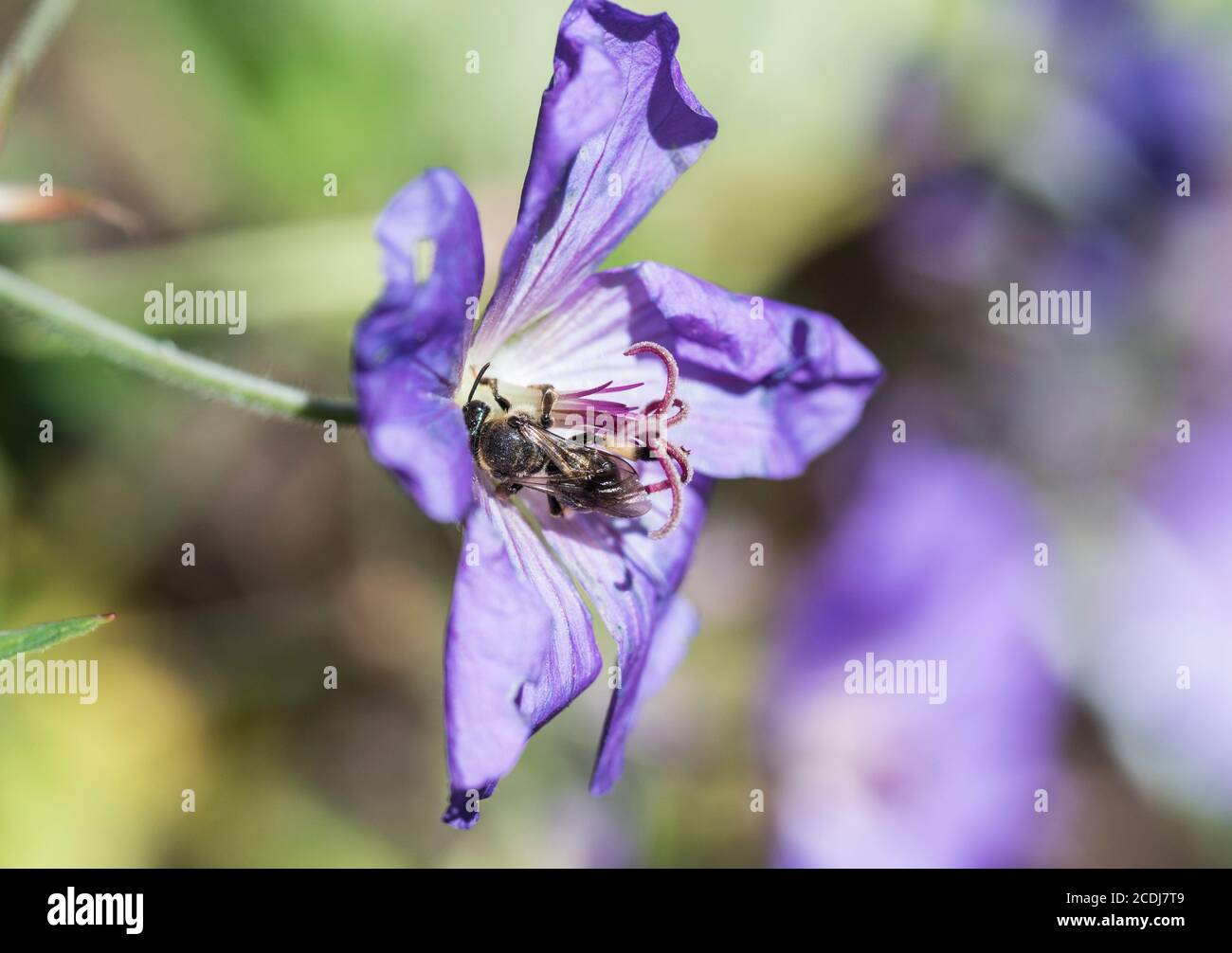 Yellow Loosestrife Bee (Macropis euopaea) showing the distinctive hind ...