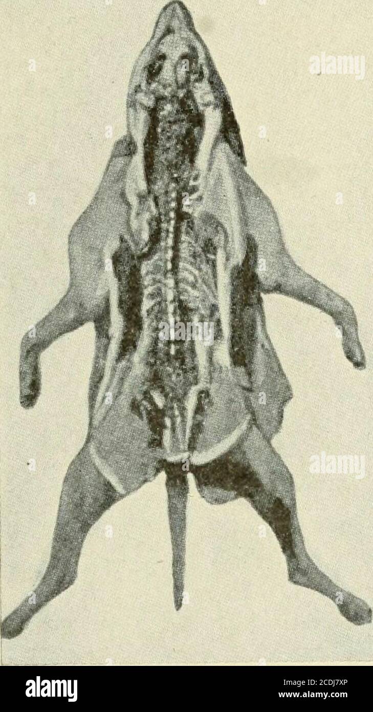 . Veterinary post-mortem technic . rorifices of the nasal passages and ...