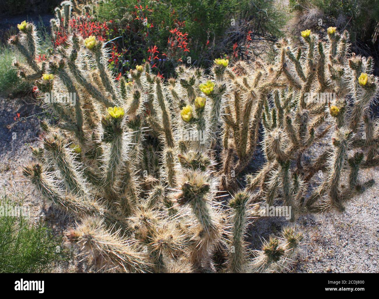 Full of cactus hi-res stock photography and images - Alamy