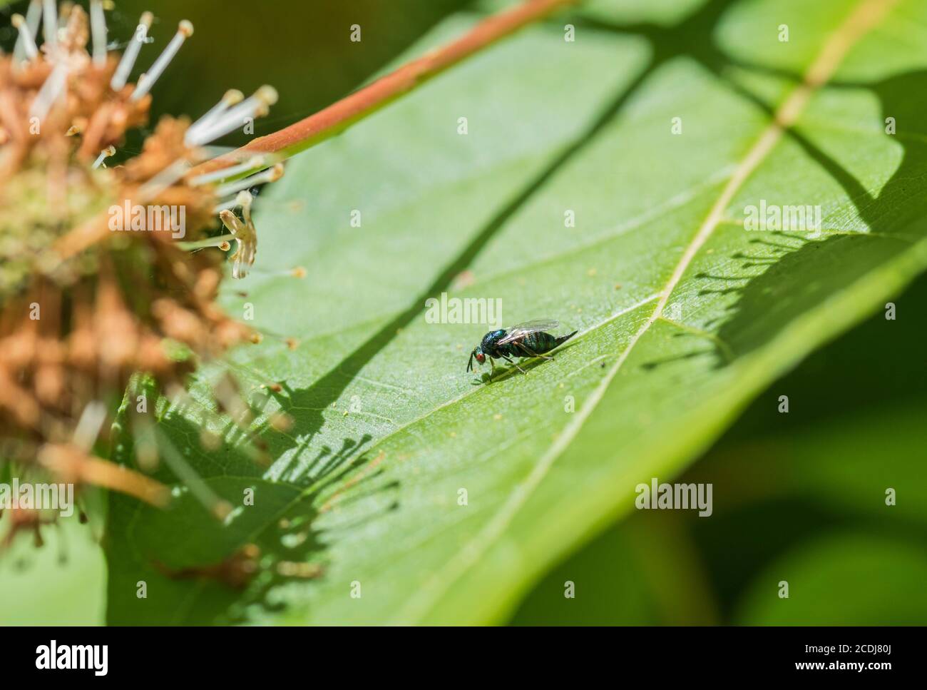 Ormyridae hi-res stock photography and images - Alamy