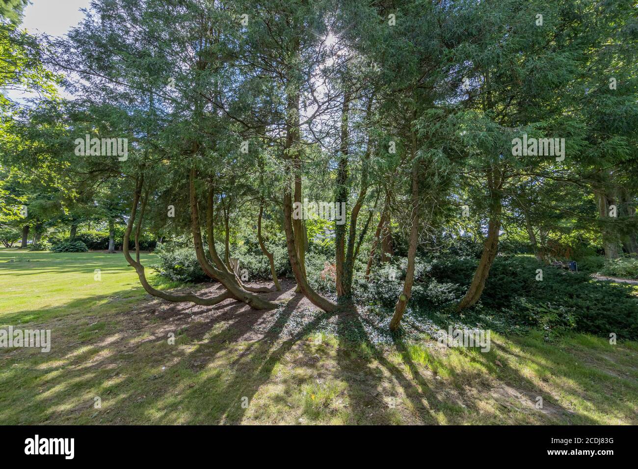 Slender Tree Trunks High Resolution Stock Photography and Images - Alamy