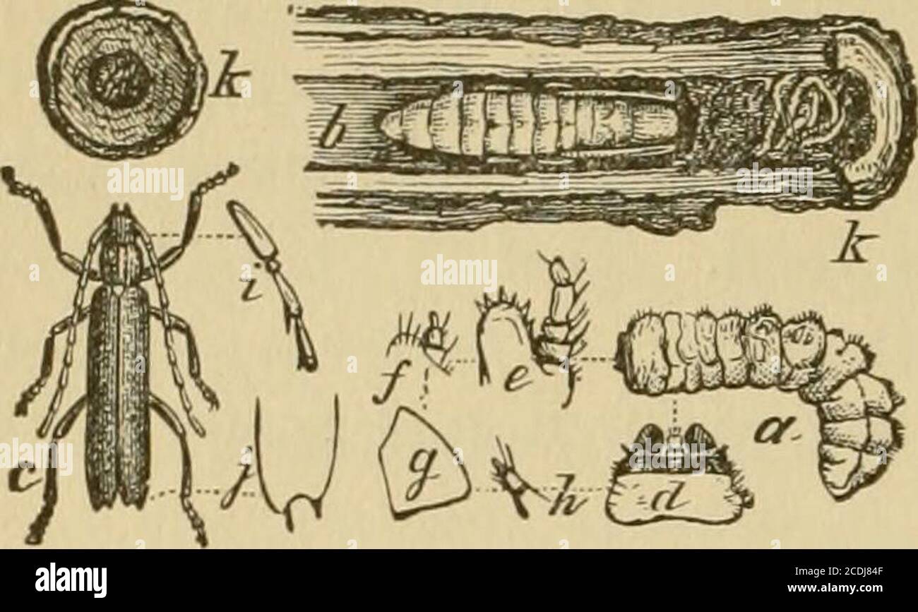 Fied insects hi-res stock photography and images - Alamy
