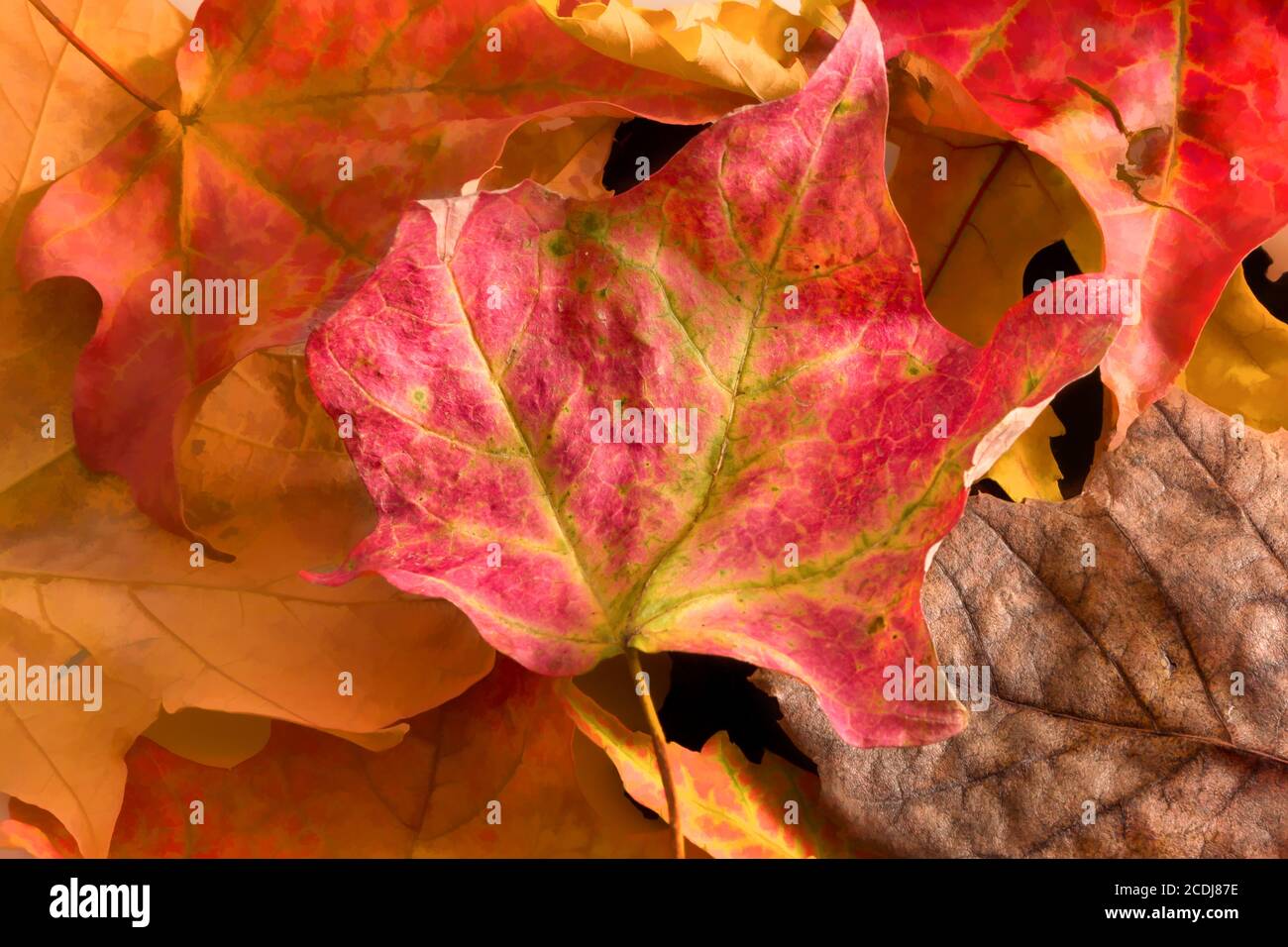 Variegated maple leaves hi-res stock photography and images - Alamy