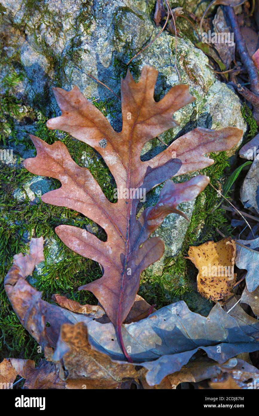 Willow oak leaf hi-res stock photography and images - Alamy