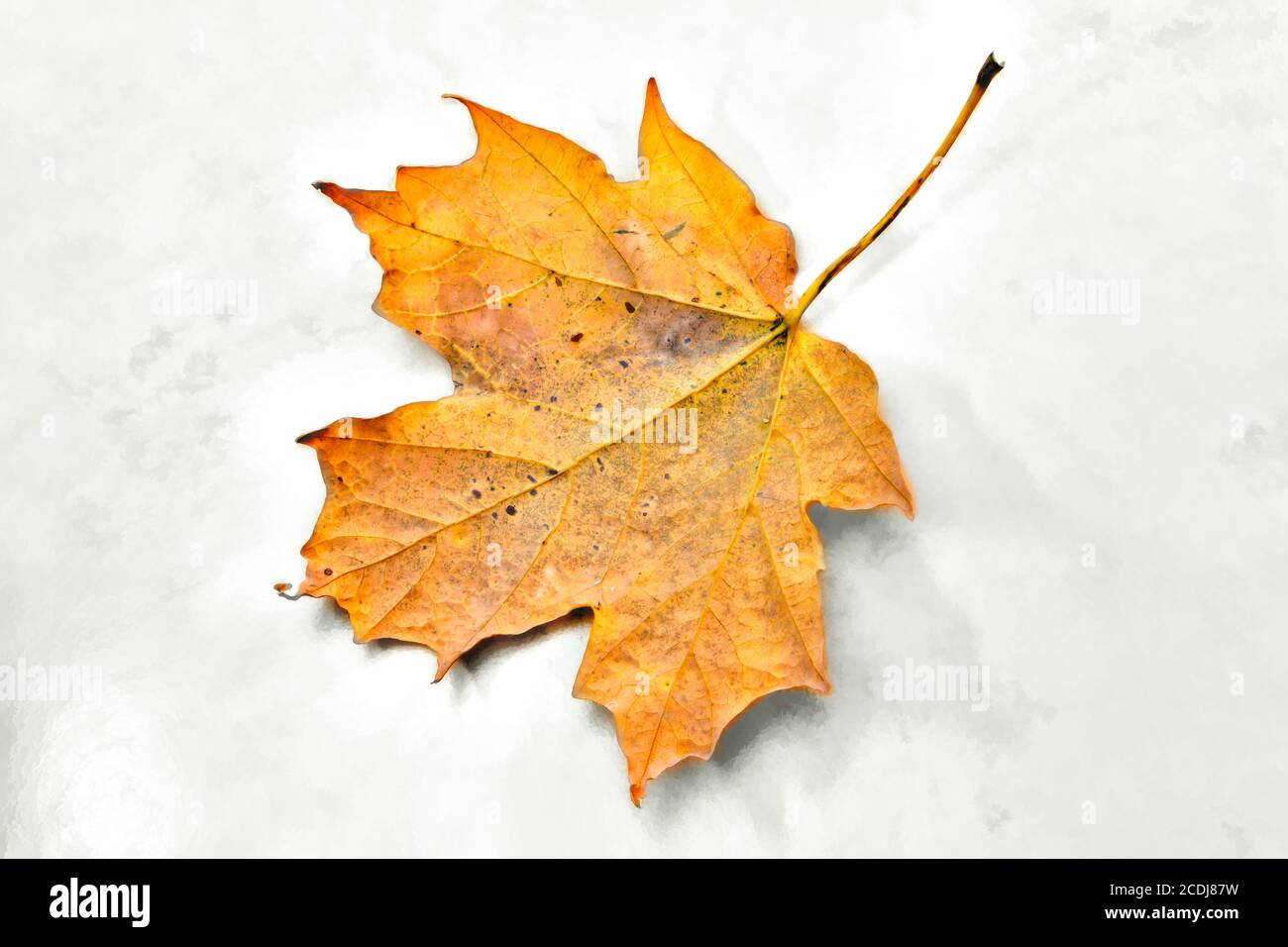 Variegated maple leaf hi-res stock photography and images - Alamy