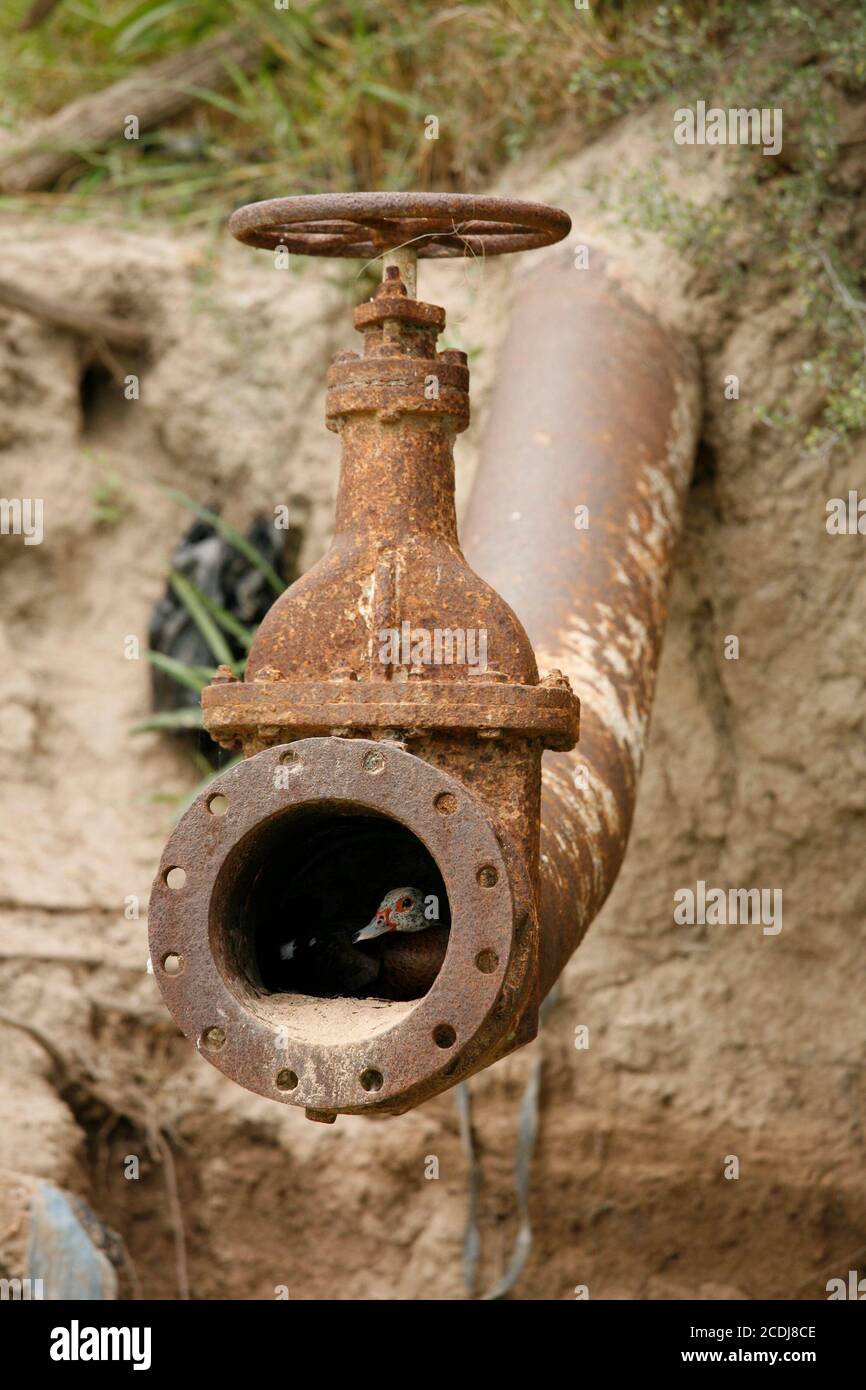 Nest in the pipe hi-res stock photography and images - Alamy